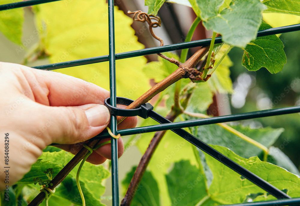 Using zip ties in garden concept. Woman hands attaches the grape vine ...
