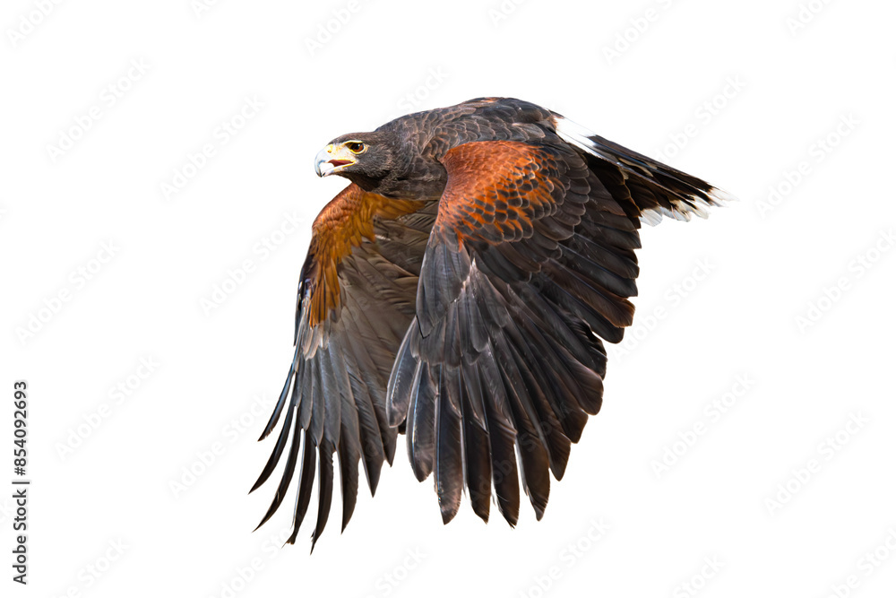 Harris's Hawk (Parabuteo unicinctus) Photo, in Flight, on an Isolated ...