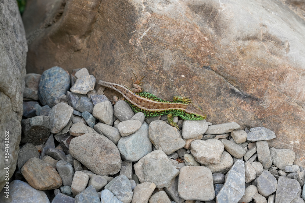 Mountain lizard (Iberolacerta montcola), a single wall lizard at the ...