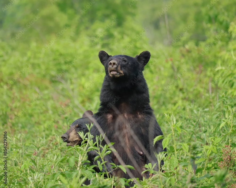 Mama Mother Bear Shielding her Yearling Cub Cades Cove Smoky Mounmtains ...