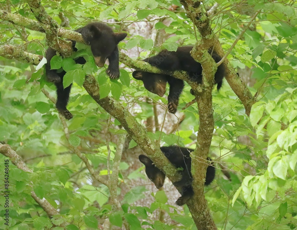 Darling Three Bears Cubs Sleeping Safely in a Tree Cades Cove Great ...
