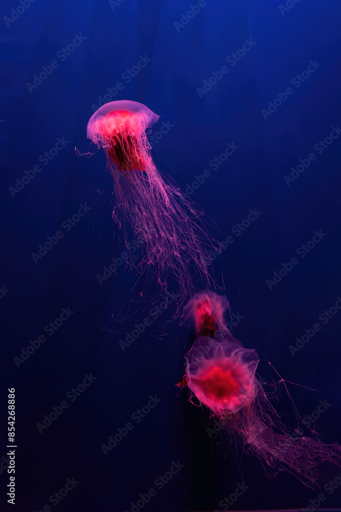 Group of fluorescent lion's mane jellyfish swimming underwater aquarium ...