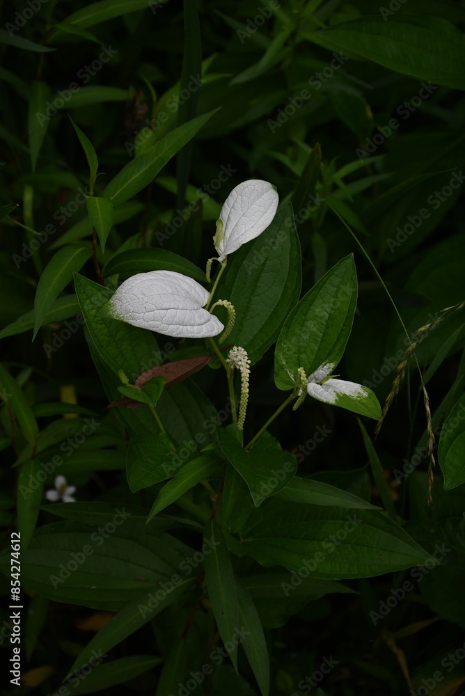Chinese lizard's tail (Saururus chinensis) leaves. The leaves of this ...
