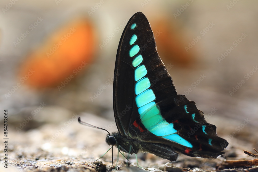 Graphium Sarpedon (the Common Bluebottle or Blue Triangle), mostly ...