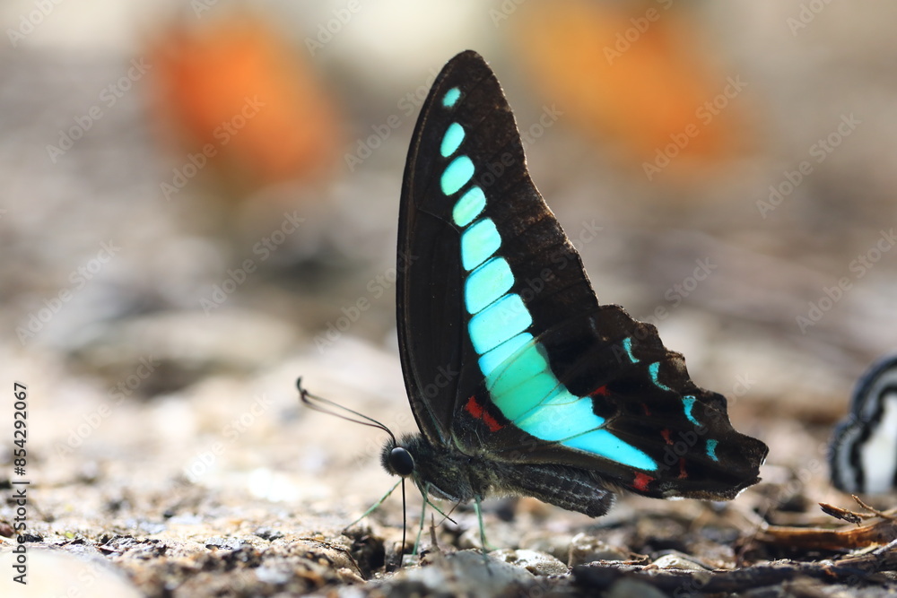 Graphium Sarpedon (the Common Bluebottle or Blue Triangle), mostly ...