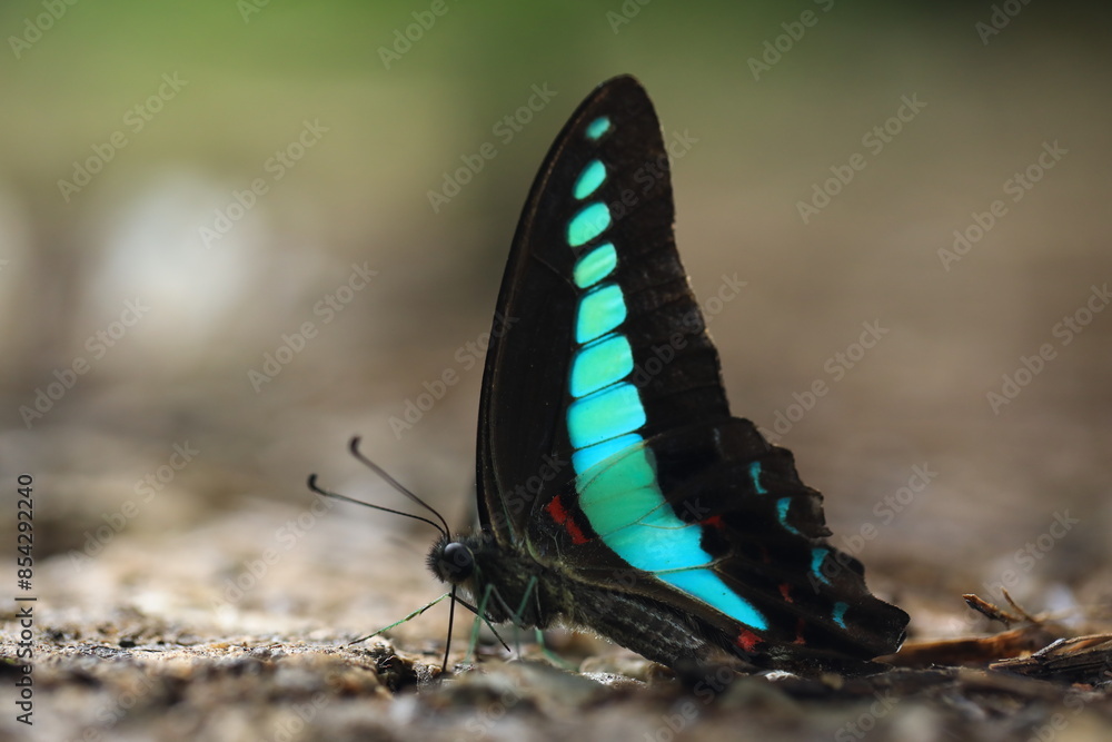 Graphium Sarpedon (the Common Bluebottle or Blue Triangle), mostly ...