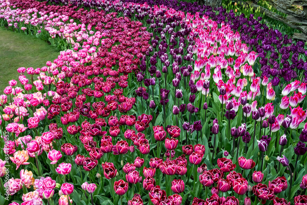 Flows of vibrant color in a spring demonstration garden, tulip bulbs ...