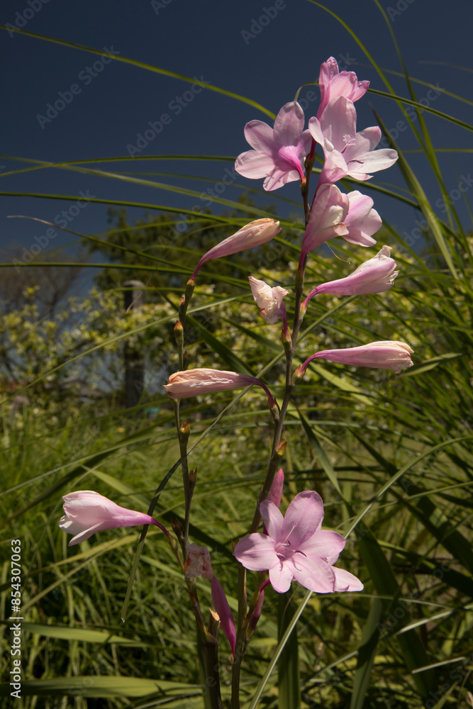 Exotic South African flora. Spring flowers. Closeup view of beautiful ...