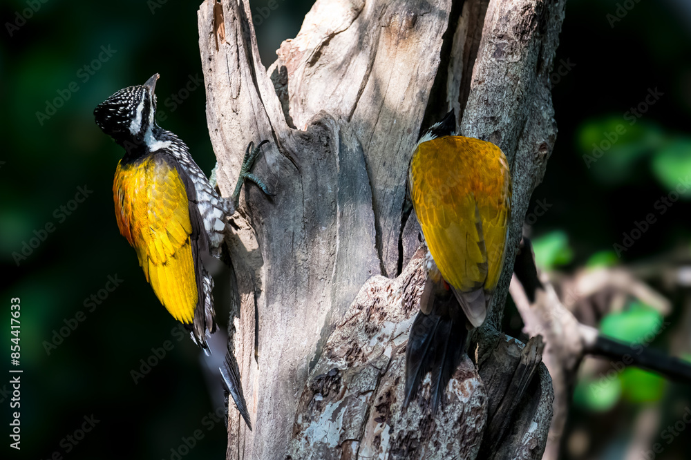 Common Flameback The back is brassy-brown, the rump is red, and the ...