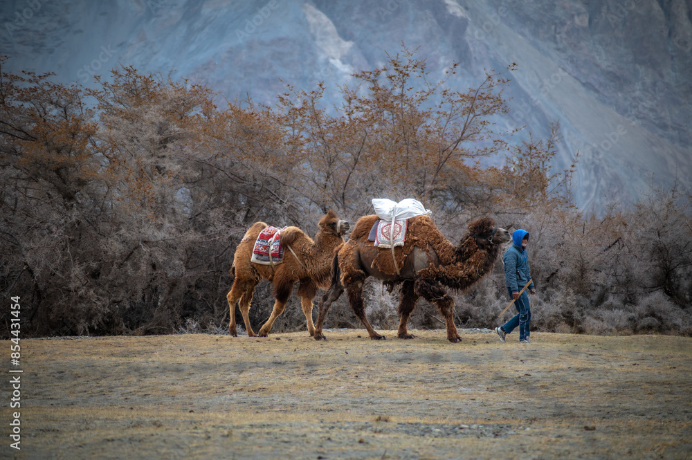 An unidentified man walking the Bactrian camels or Double humped camels ...