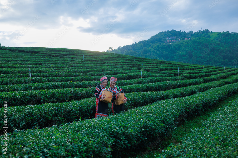 two asian woman wearing traditional dress picking tea leaf in tea plantation 101, at Chiangrai ...
