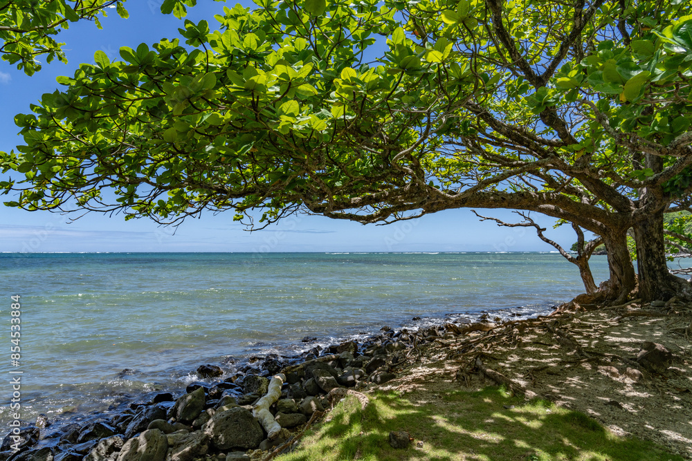 Terminalia catappa, tropical tree in the leadwood tree family ...