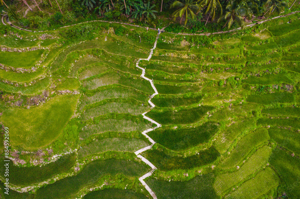Photos aériennes par drone d'une rizière permettant la culture du riz ...