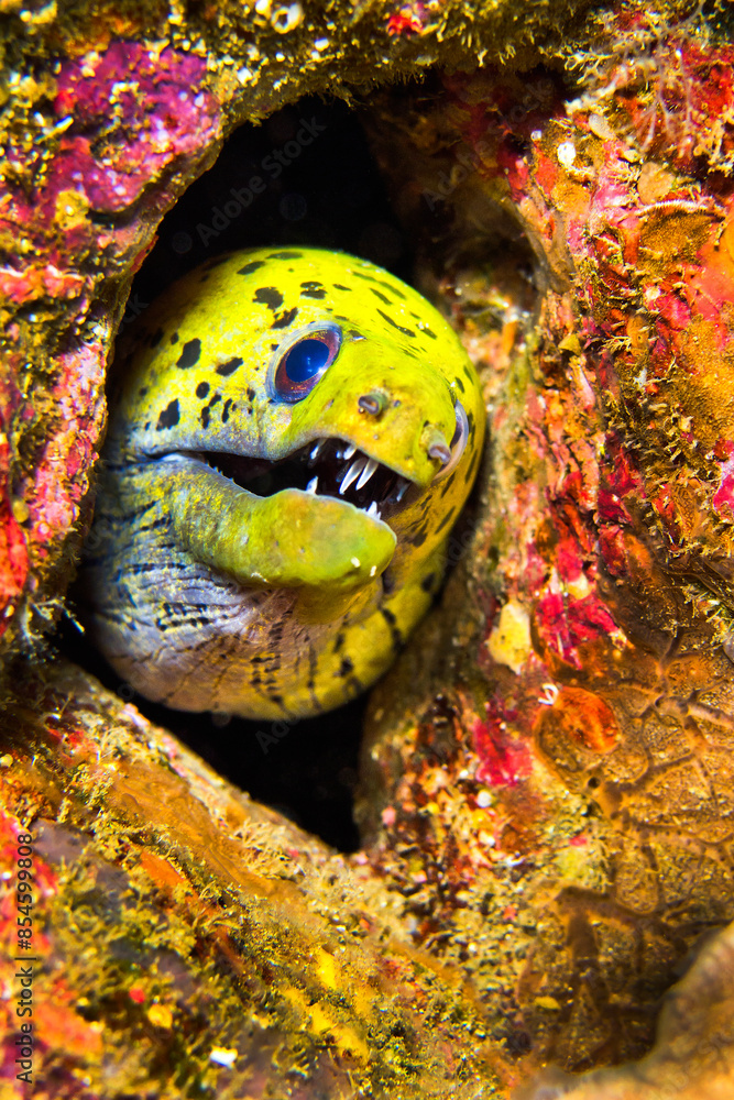 Spot-face Moray, Gymnothorax fimbriatus, Lembeh, North Sulawesi ...