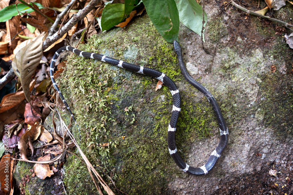 A harmless and non-venomous snake the body is white and black. Snake ...