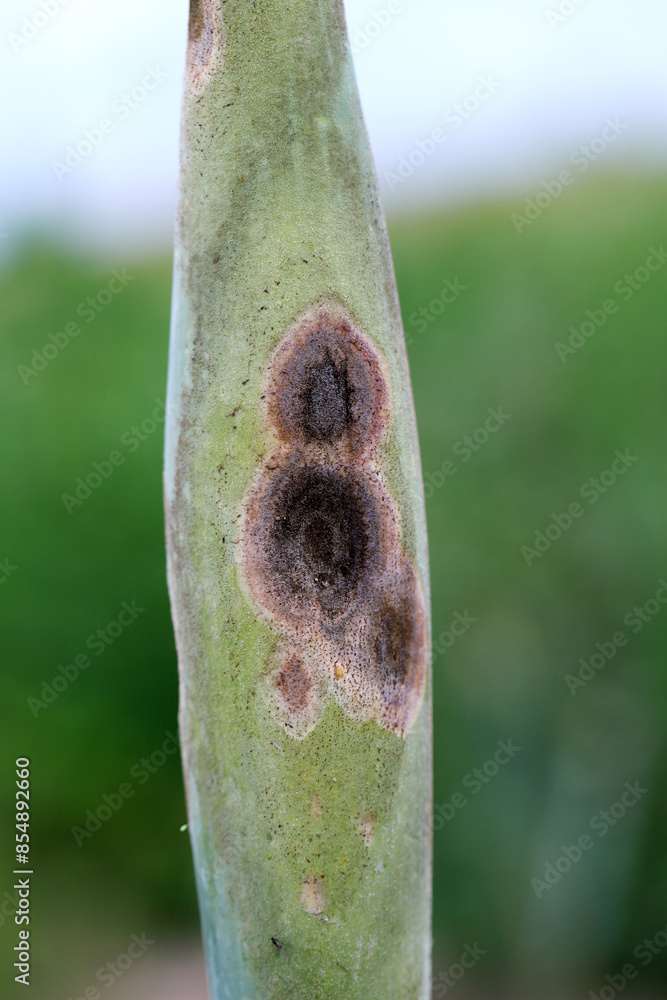 Onion plants in the field infected by fungal diseases Stemphylium Leaf ...