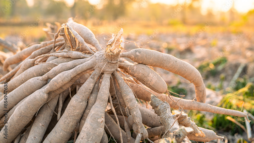Cassava roots. Sustainable agriculture. Cassava root in tropical ...
