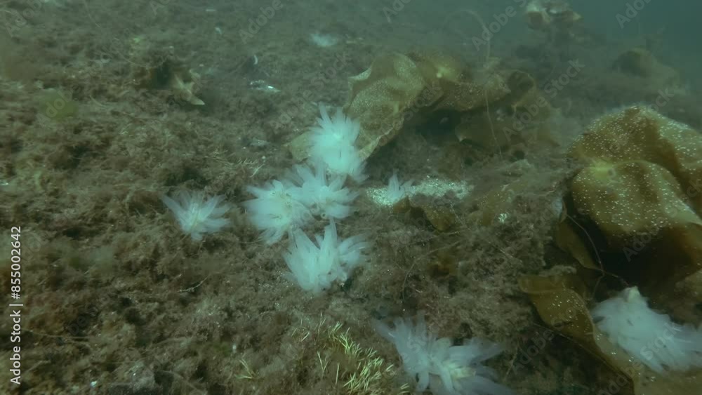 Ascidian colony on the seabed covered with brown algae and laminaria ...