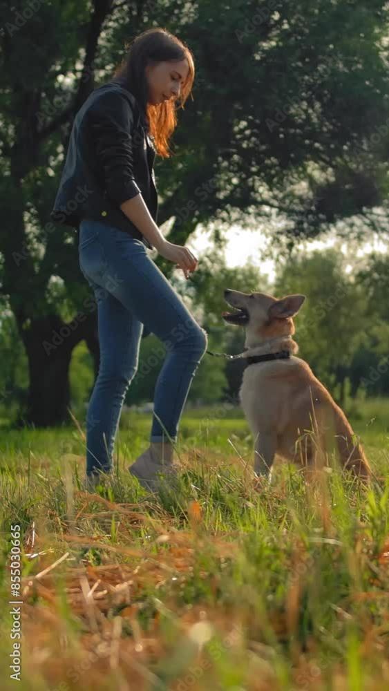 A young girl is training her outbred dog in a park. She gives him some ...