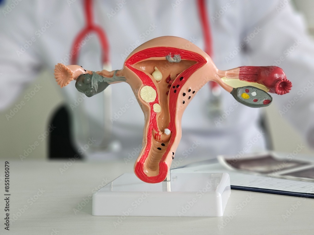 Anatomical Model of the Female Reproductive System on a White Table ...
