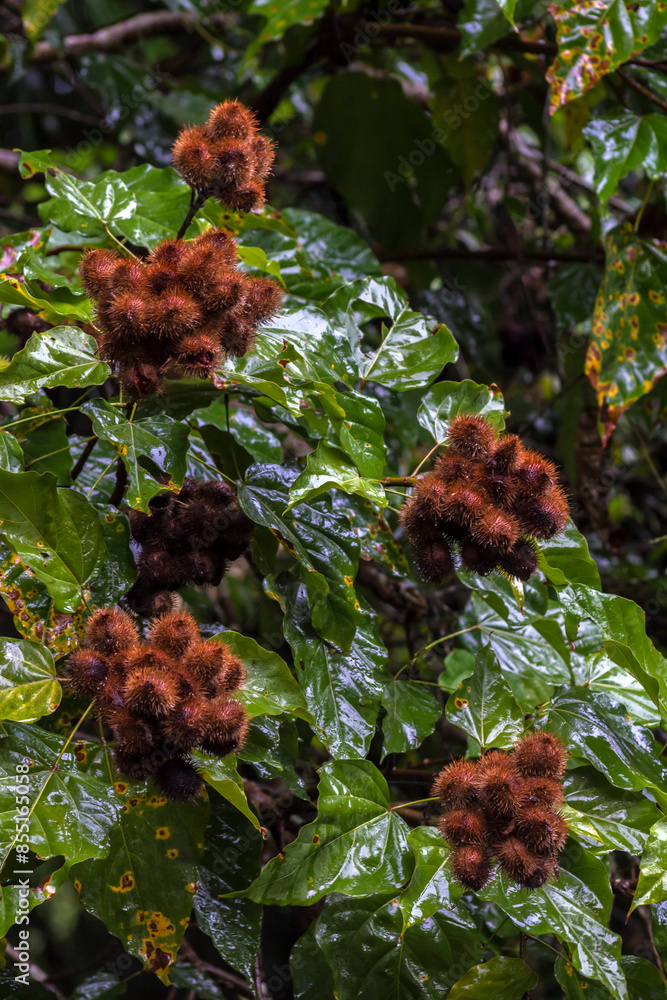 Achiote (Bixa orellana) is a large shrub or small tree produces spiny ...