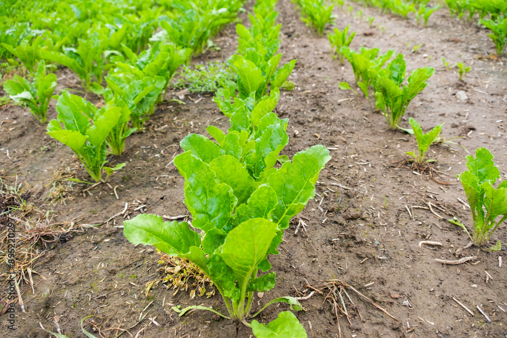 beet fields contribute effective livestock feed production, sugar beet ...