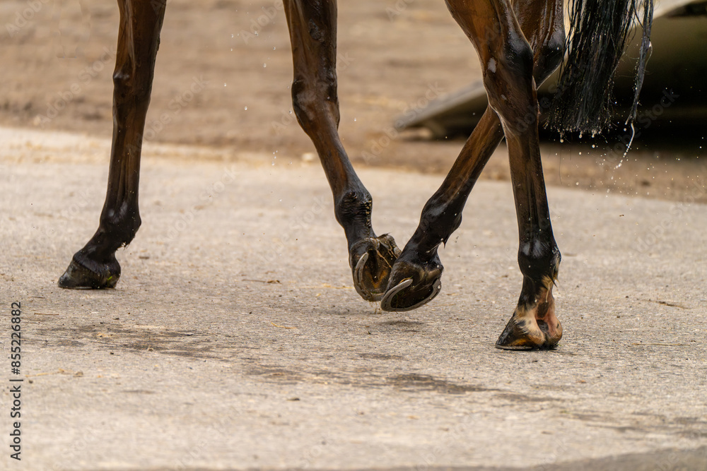 dark bay wet horse legs and tail with waterdrops walking on brown ...