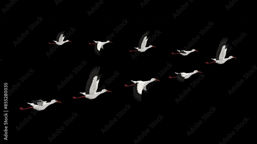 Wedge Flock of 9 White Stork Birds - Flying Loop - Side View CU - Alpha ...