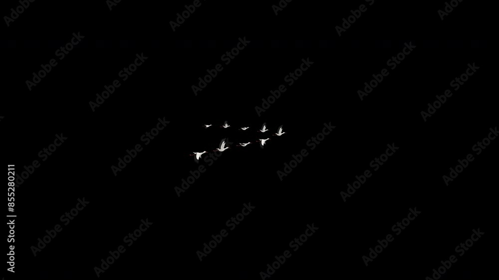 Wedge Flock of 9 White Stork Birds - Flying Over Screen - Side View LS ...