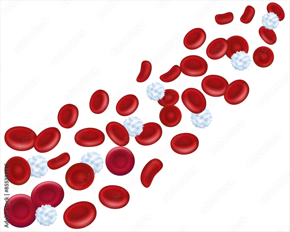 Red blood cells stream. Healthy human platelets, red and white blood ...