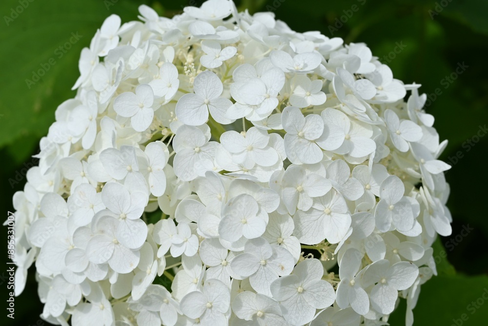 Hydrangea arborescens 'Annabelle'. A deciduous shrub of the ...