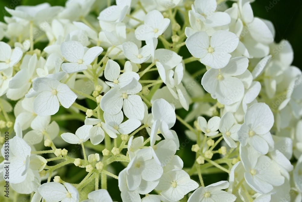 Foto de Hydrangea arborescens 'Annabelle'. A deciduous shrub of the ...