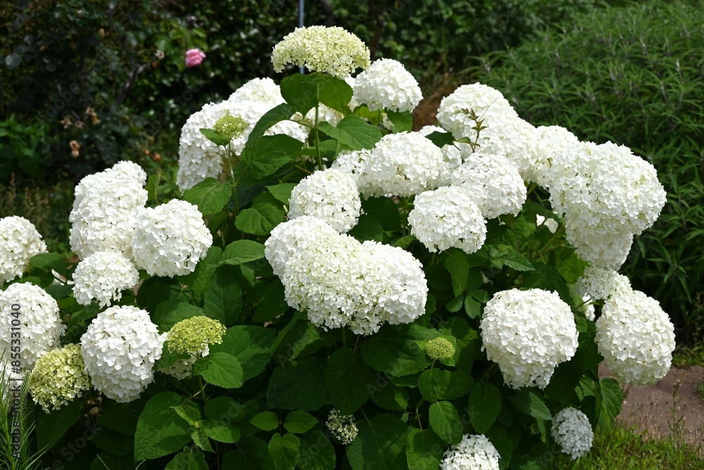 Hydrangea arborescens 'Annabelle'. A deciduous shrub of the ...