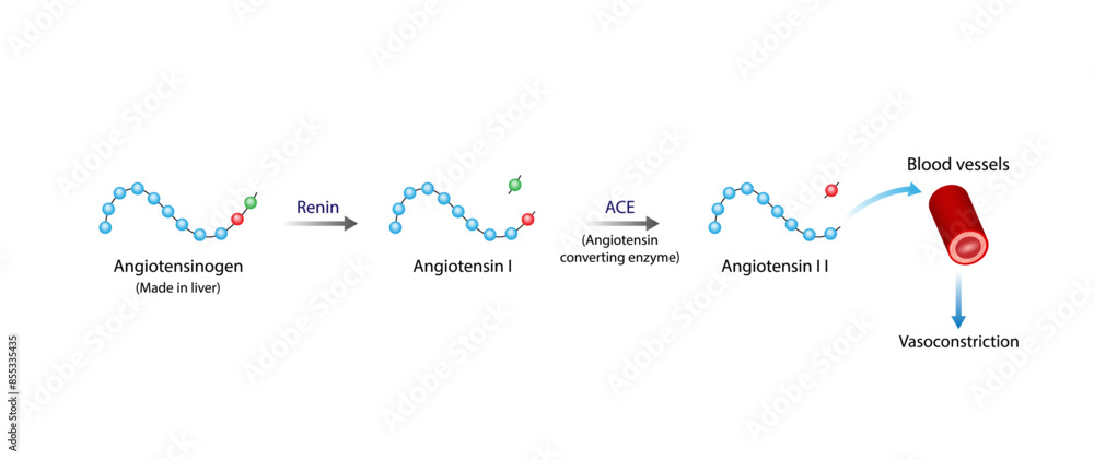 Angiotensin. Renin-Angiotensin-Aldosterone System, blood pressure ...