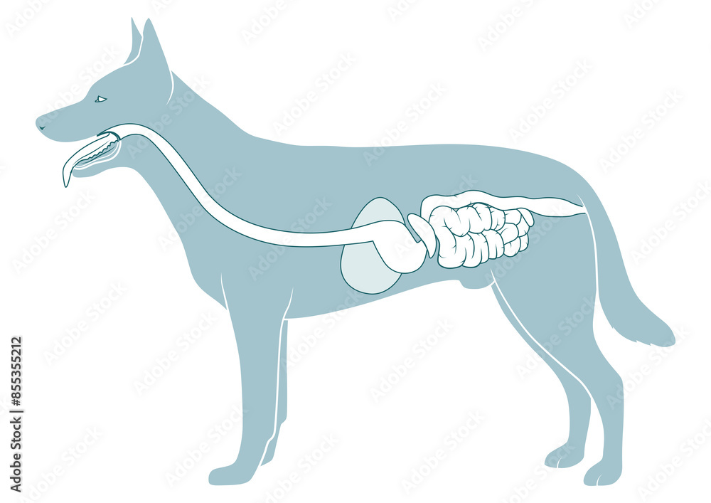 Poster Digestive system of the dog medical veterinary PNG illustration ...