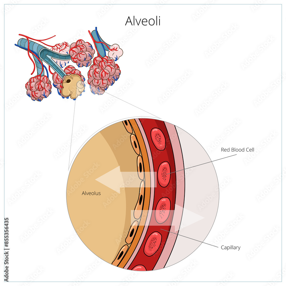 Alveoli scheme medical educational material poster PNG illustration ...