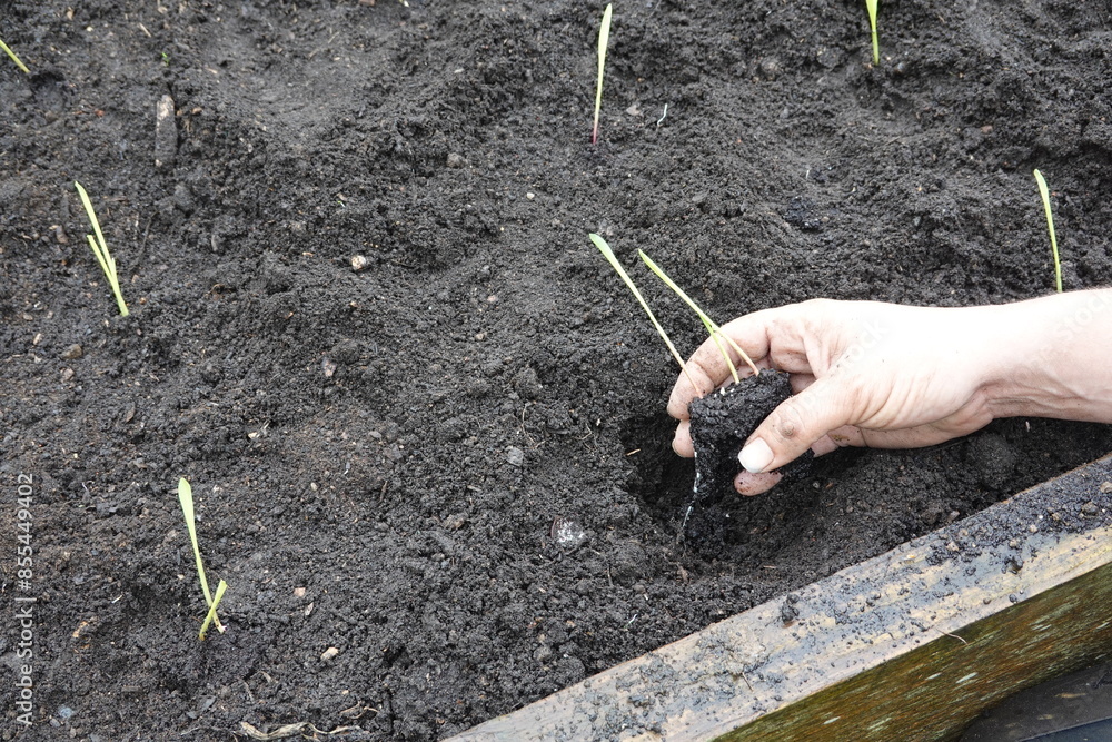 man transplanting corn in the vegetable garden. corn cultivation in a ...