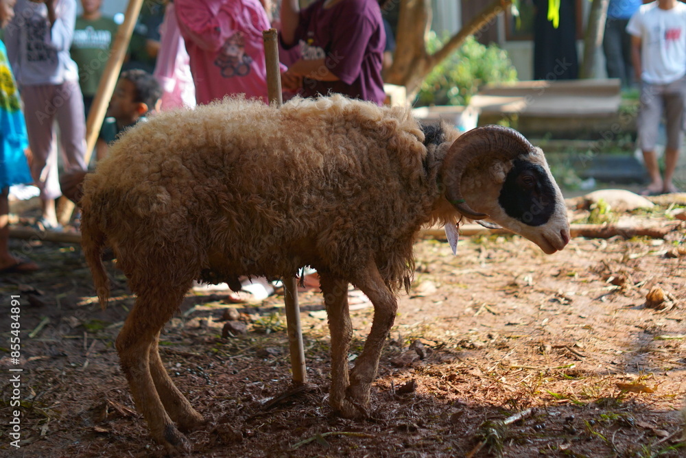 Sheep or Domba in the animal pen in preparation for sacrifice on Eid al ...