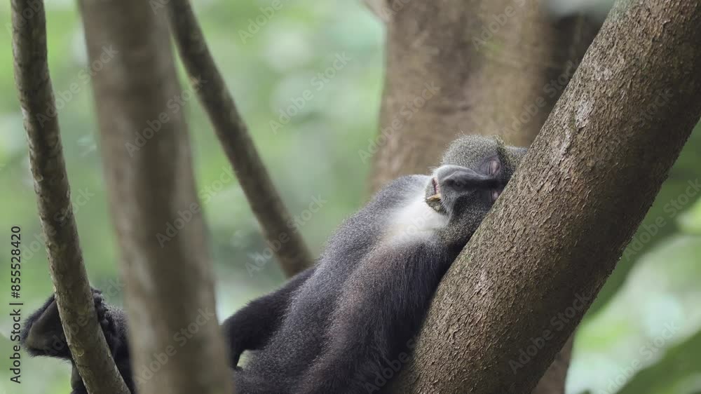 Monkey Lying in a Tree in Africa in Kilimanjaro National Park in ...