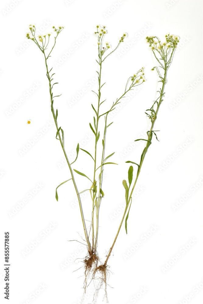 Herbarium. Field chamomile plant. Her flowers stem and root system ...