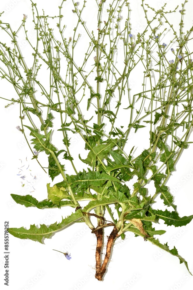 Herbarium. Common chicory, its root system, stems, leaves and flowers ...