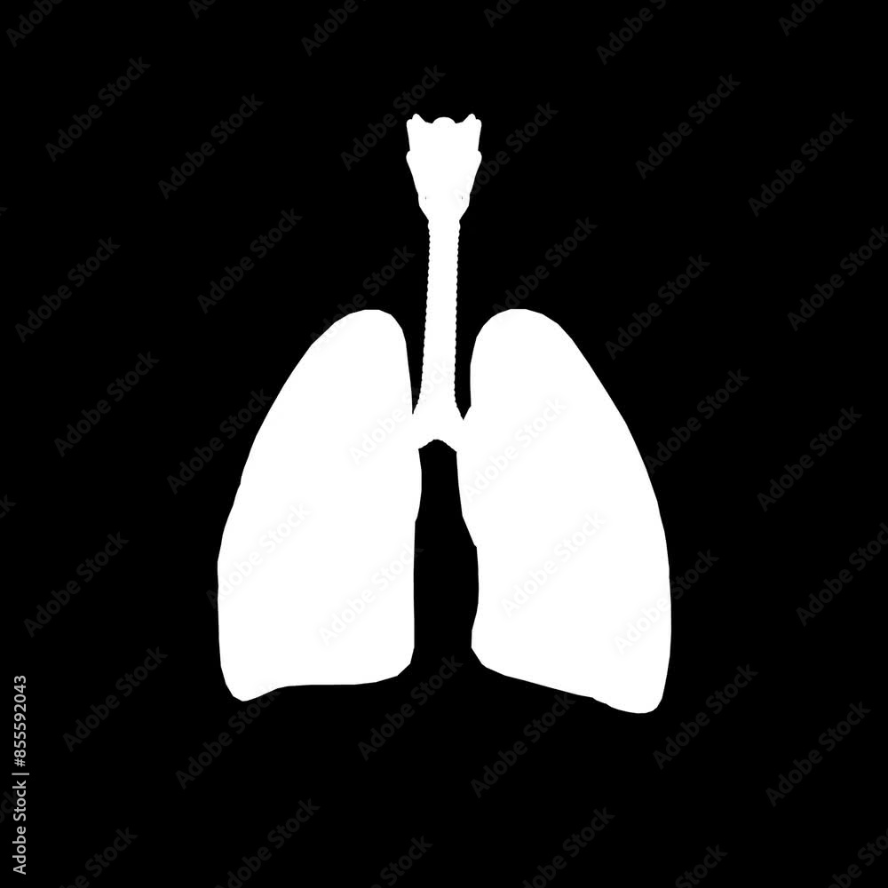 A close up of a 3D model of the human lungs. This detailed anatomical ...