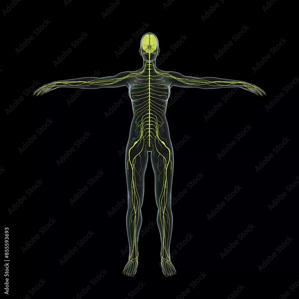 Visual animation of the human nervous system. See the brain, spinal ...