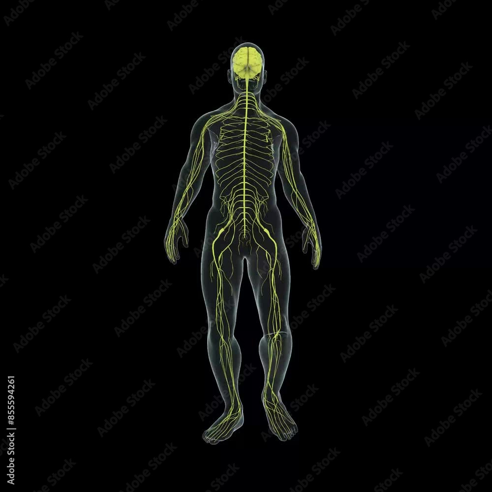 This video shows a 3D model of the human nervous system, highlighting ...