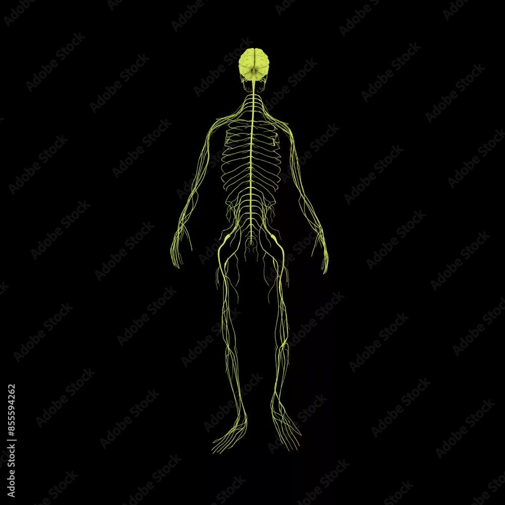 This 3D model shows the human nervous system, including the brain ...