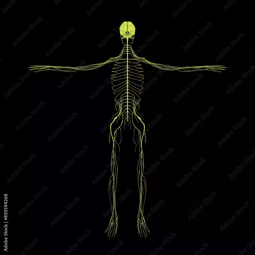 This 3D model visually depicts the human nervous system, highlighting ...