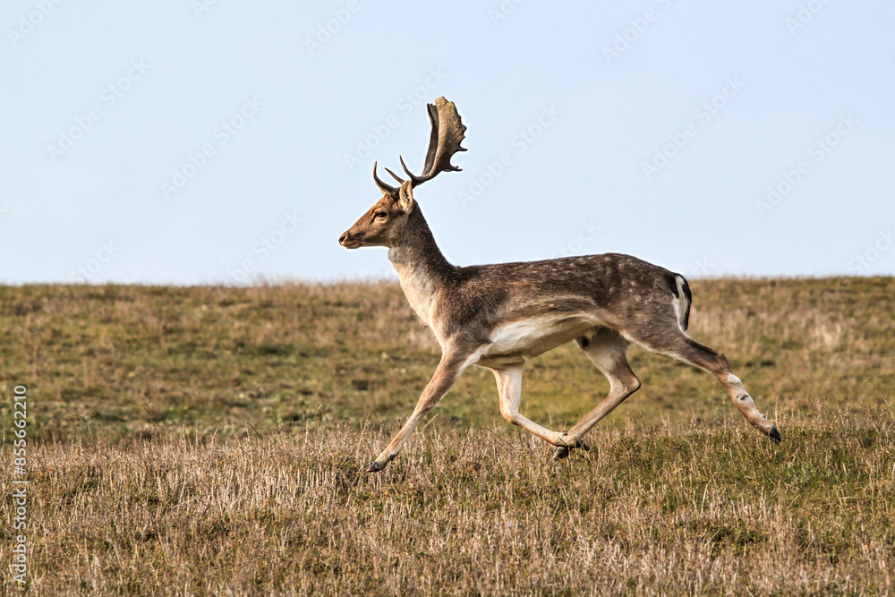 Resilient fallow deer in motion, male with a healed scar on its left ...