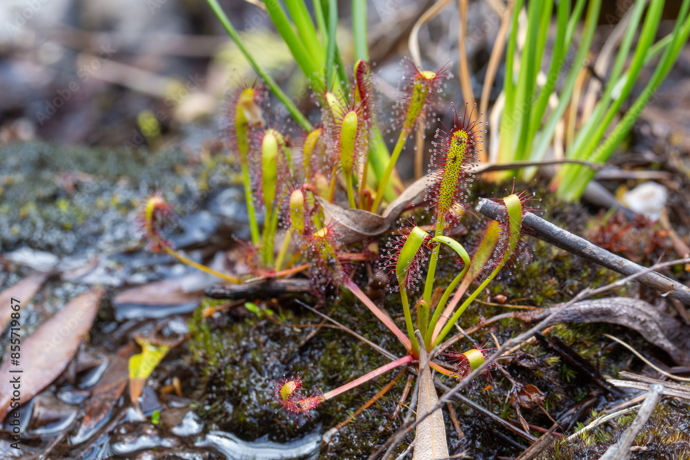 Carnivorous Plants of South Africa: Drosera capensis, the Cape Sundew ...
