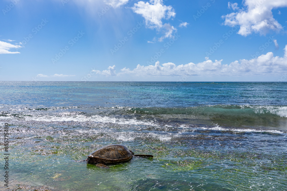 Green sea turtle eating seaweed on the reef / beachrocks, Chelonia ...