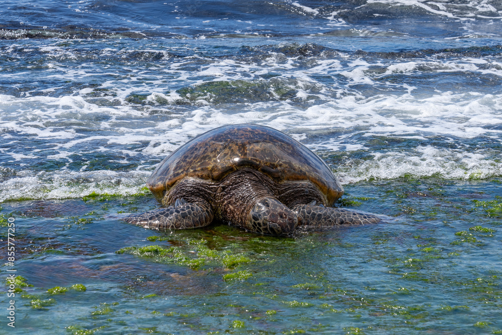 Green sea turtle eating seaweed on the reef / beachrocks, Chelonia ...